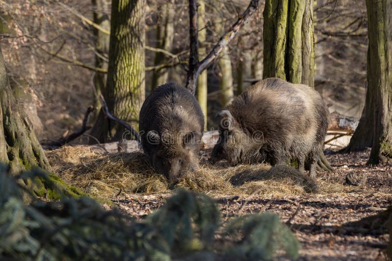 Wild Pig - Two Pigs Standing in the Forest among the Trees and Looking ...