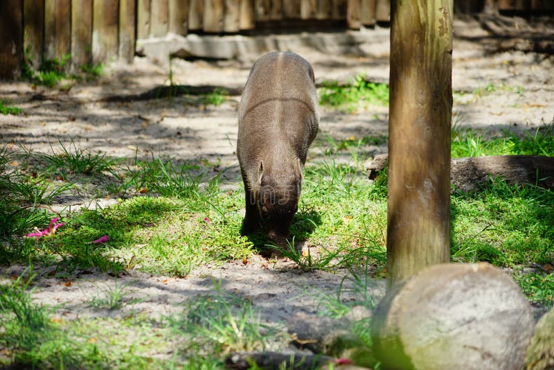 Wild pig stock image. Image of green, color, detail - 101480827