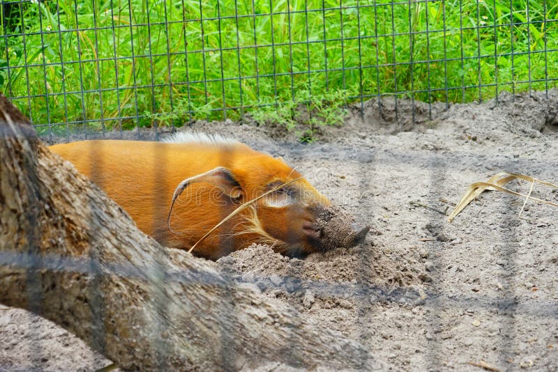 Florida Wild Pig Stock Photos - Free & Royalty-Free Stock Photos from ...