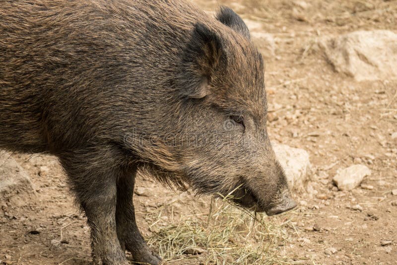 Wild pig stock photo. Image of omnivores, habitat, ljubljana - 51280246