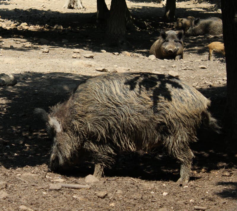 Wild pig stock photo. Image of mammals, mammal, natural - 92984862