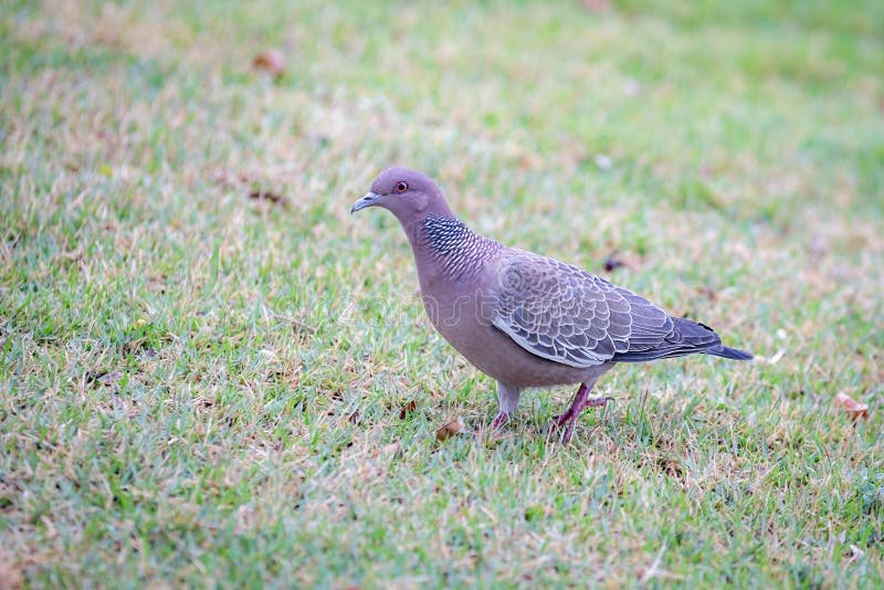 Wild Pigeon Known As "white Wing" Perched on Grass Ground in Selective ...