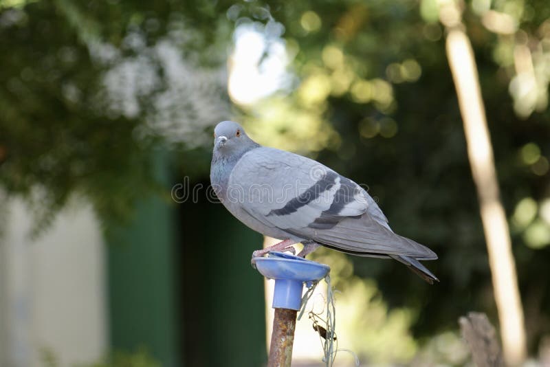 A Wild Pigeon Sitting on the Log Stock Image - Image of beautiful, wild ...