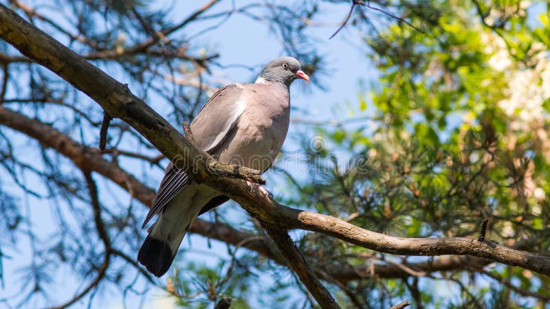 Wild Pigeon Sitting on a Tree Branch Stock Photo - Image of bird ...