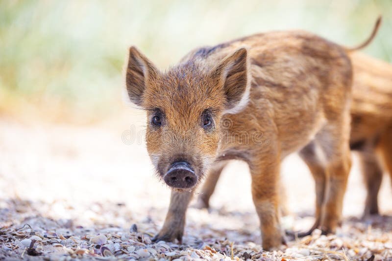 Wild Piglet Standing on a Path. Stock Image - Image of sunny, piglet ...