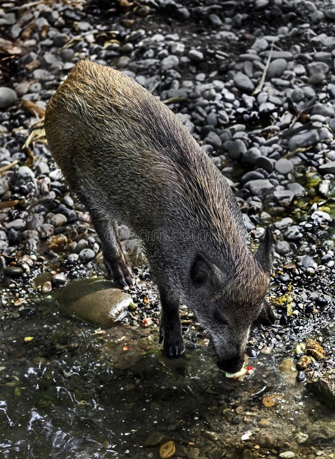 Wild piglet 10 stock photo. Image of species, population - 277798512