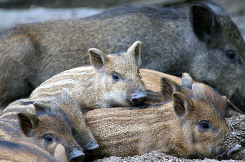 Wild boar herd stock photo. Image of outdoor, omnivores - 18886618
