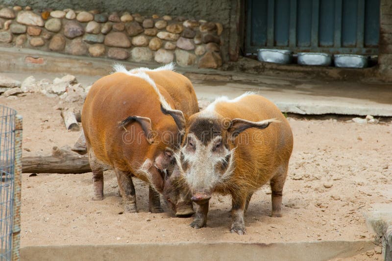 Three wild pigs stock photo. Image of animal, adventure - 10125484