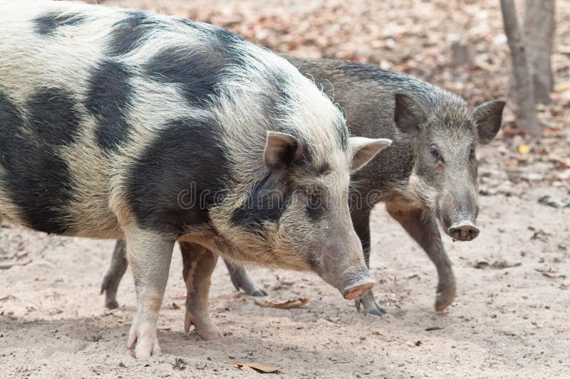 Wild pigs stock image. Image of snout, eating, hair, bacon - 23565989