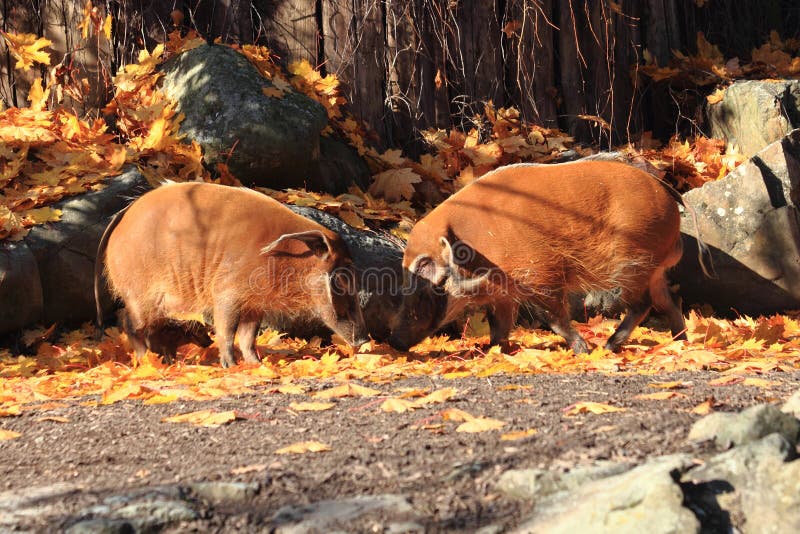 Wild pigs in the autumn stock image. Image of boar, wood - 65506533