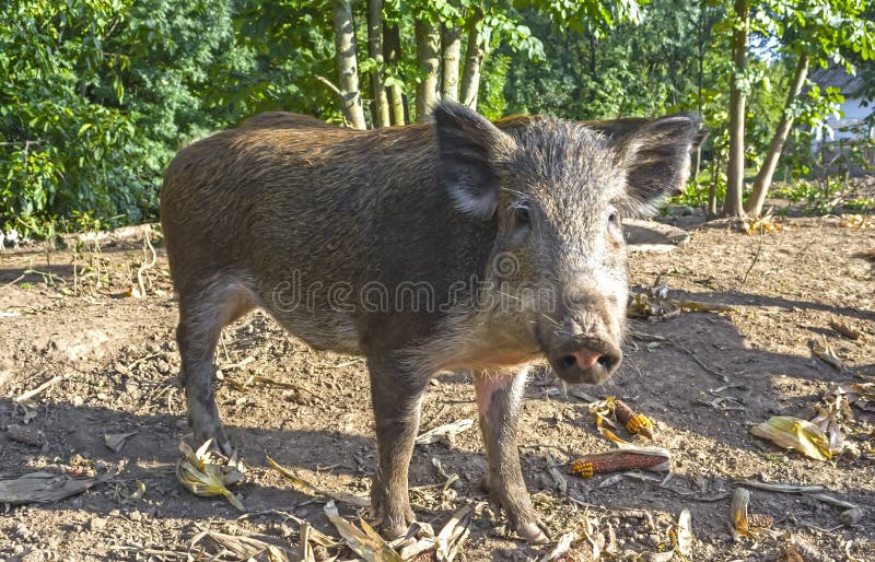 Wild Pigs in the Public Forest Enclosure are Kept for Reproduction and ...
