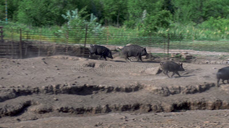 Wild Pigs Run a Herd. Pigs are in the Can Stock Image - Image of herd ...