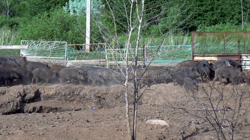 Wild Pigs Run a Herd. Pigs are in the Can Stock Image - Image of speed ...