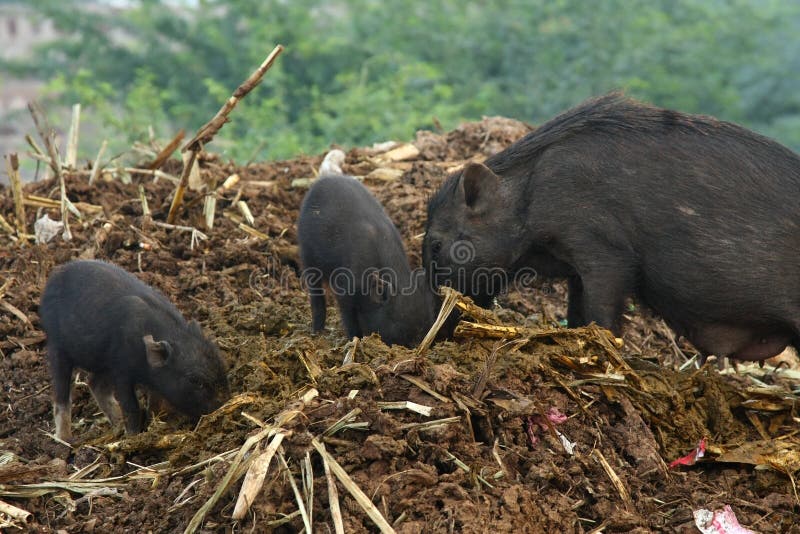 Wild Pigs on Street Feeding in Trash Stock Image - Image of indian ...
