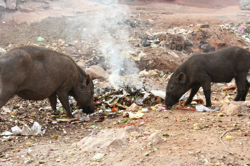 Wild Pigs on Street Feeding in Trash Stock Image - Image of indian ...
