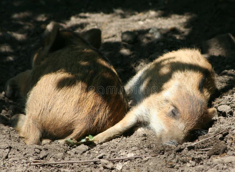 Wild pigs stock photo. Image of cute, little, baby, funny - 92812662