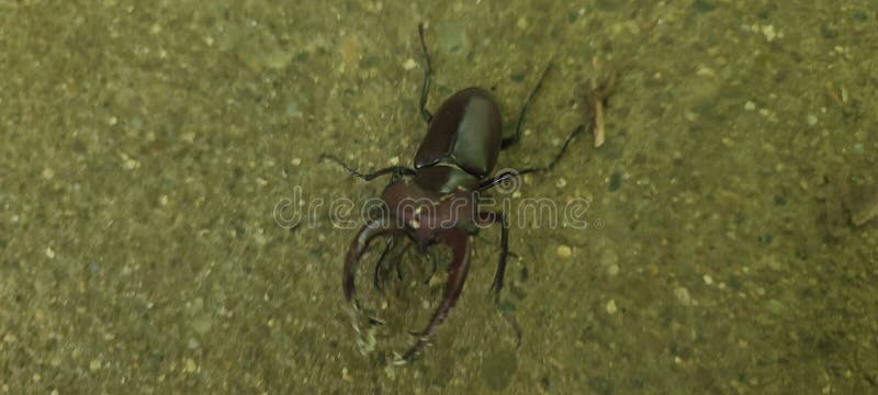 Wild Pincher Beetle stock image. Image of pest, leaf - 261531757