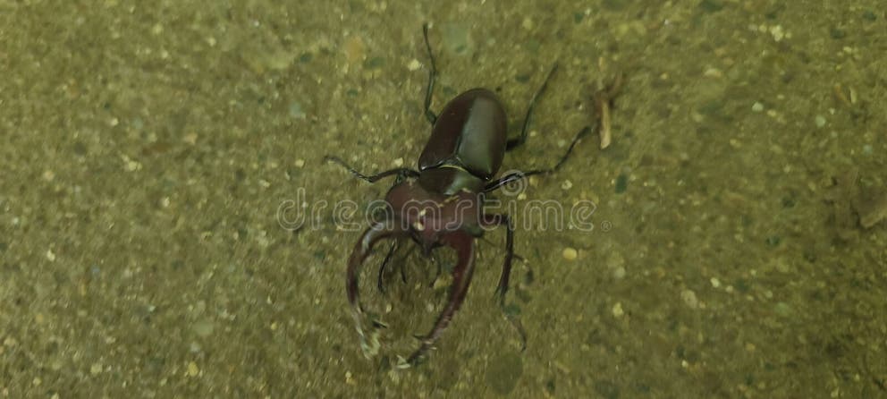 Wild Pincher Beetle stock image. Image of pest, leaf - 261531757