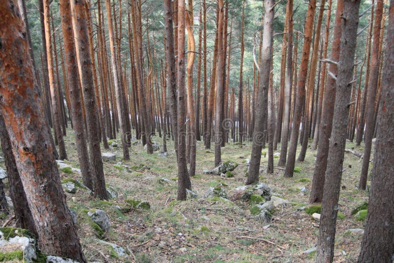 Wild Pine Forest Seen in Perspective Stock Photo - Image of trail ...