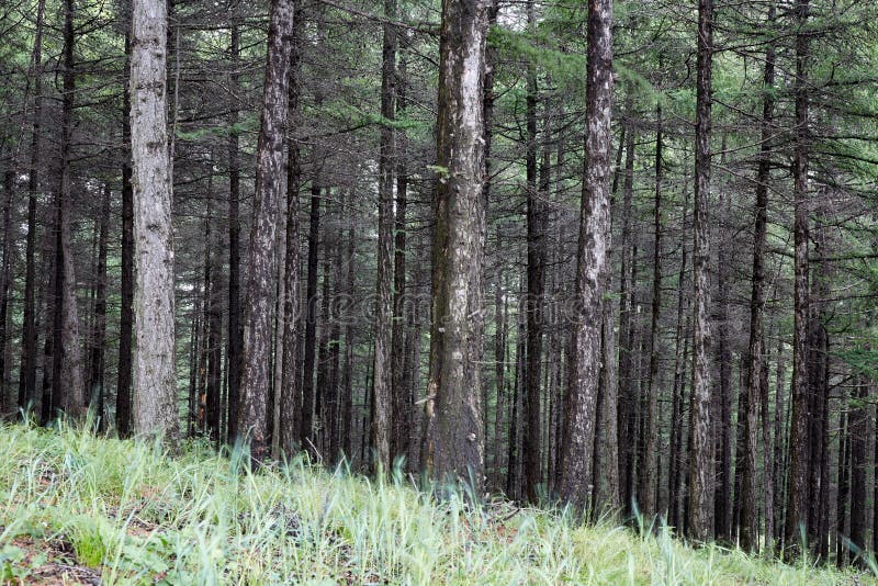 Wild Pine forest stock image. Image of nature, shanxi - 190545655