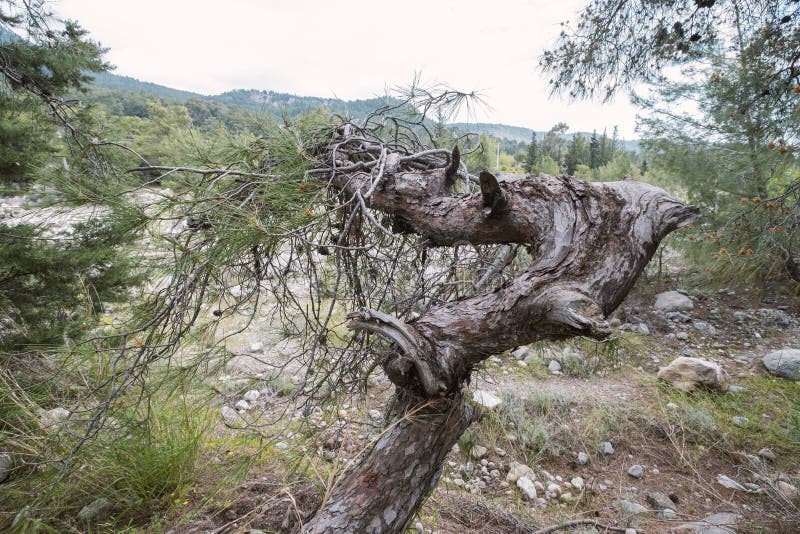 Bent pine tree stock photo. Image of survival, tree - 255855328