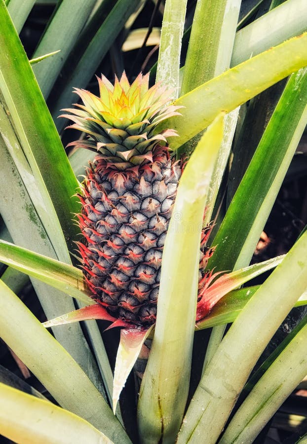 Wild Pineapple Bush in Jungle Stock Image - Image of farm, lifestyle ...