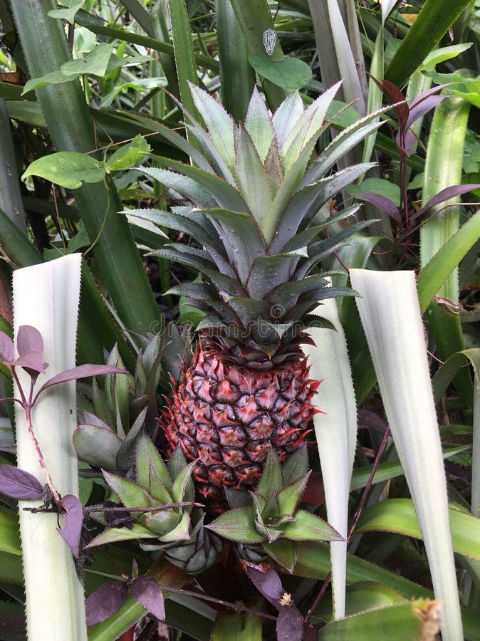Wild pineapple stock photo. Image of fruit, wild, exotic - 107796506