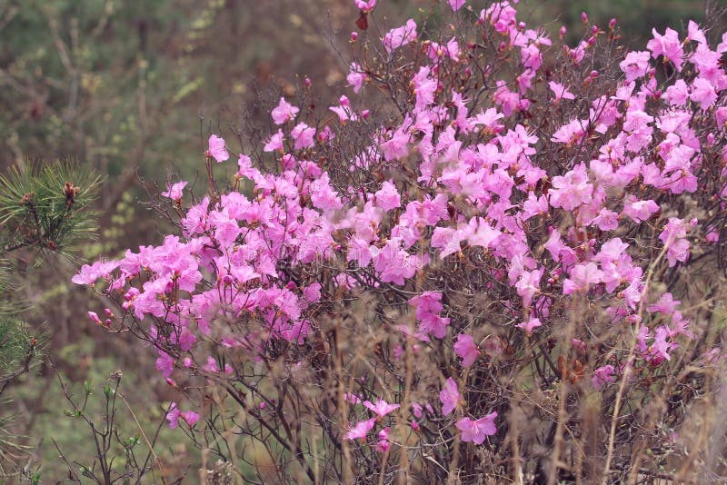Wild Pink Azalea Flowers in Spring Stock Image - Image of flower, grass ...