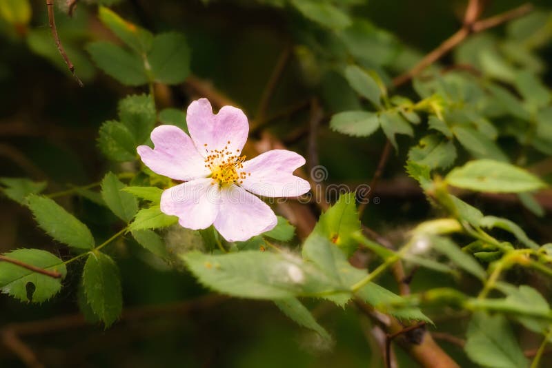 Wild Pink Eglantine stock photo. Image of flowers, rubiginosa - 55211596