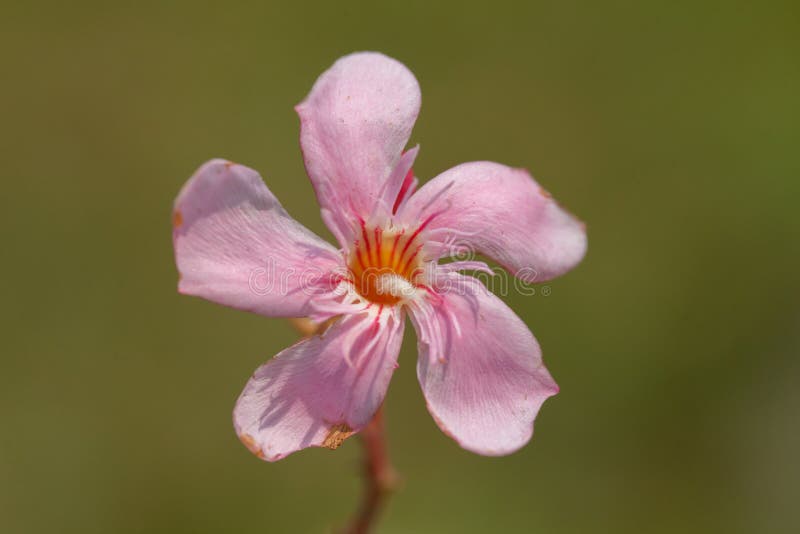 Wild pink flower stock photo. Image of blossom, spring - 191581894