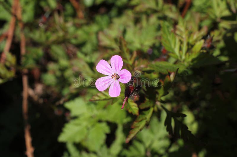 Wild, Pink Flower in a Field Stock Photo - Image of wildflower ...
