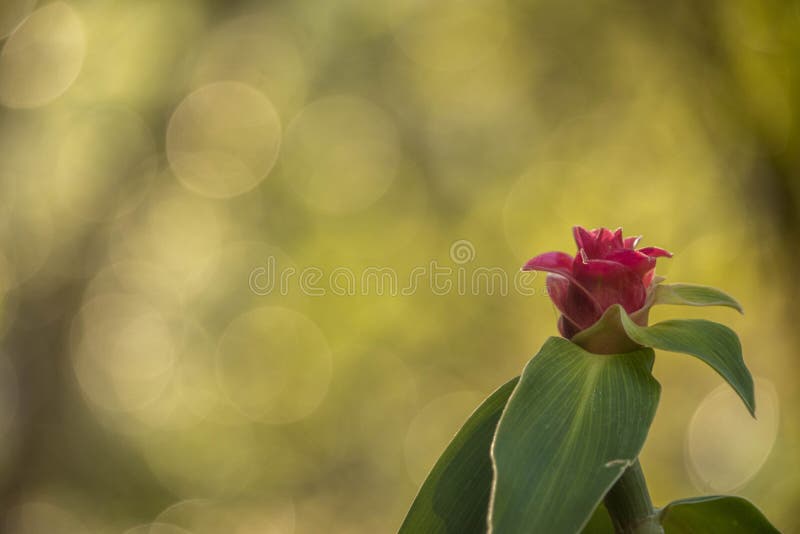 Wild pink flower open stock photo. Image of bright, beauty - 197224314