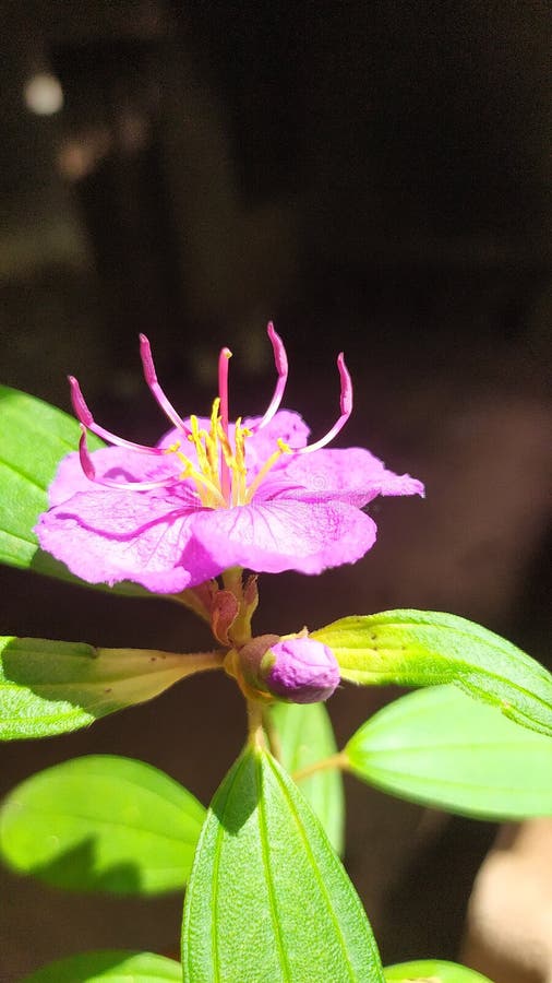Wild pink flower.sun shane stock image. Image of flowersun - 183553691