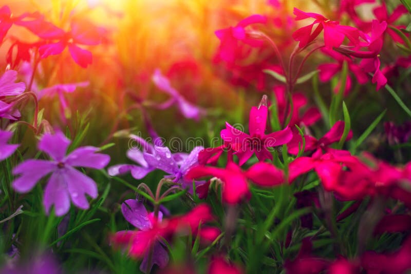 Wild Pink Flowers at Sunset . Stock Photo - Image of outdoor, floral ...