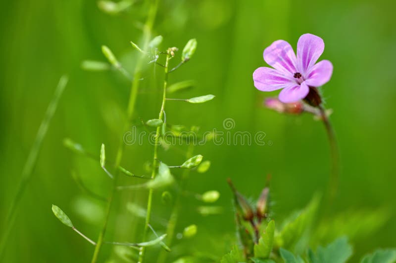 Wild pink geranium stock image. Image of plant, leaf - 14493047