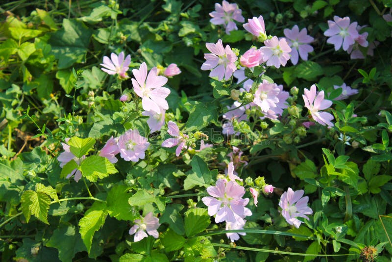 Wild pink mallow stock photo. Image of malva, floral - 77393898