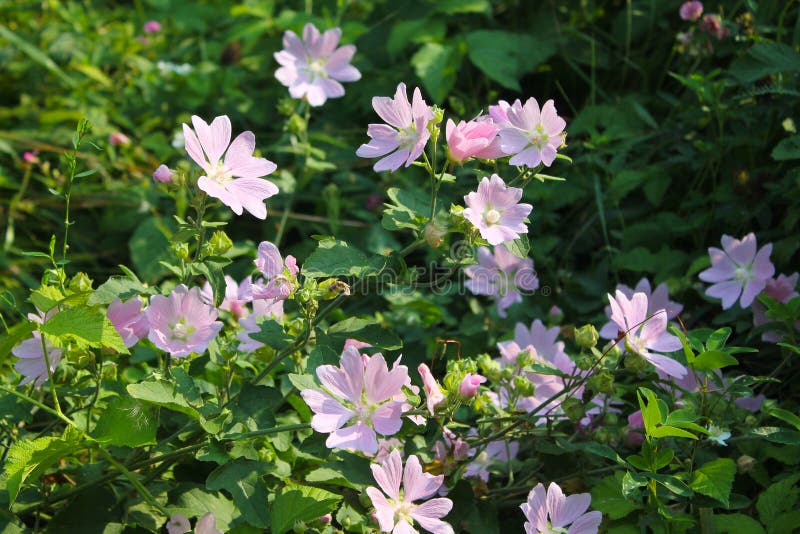 Wild pink mallow stock image. Image of malvaceae, beautiful - 99562775