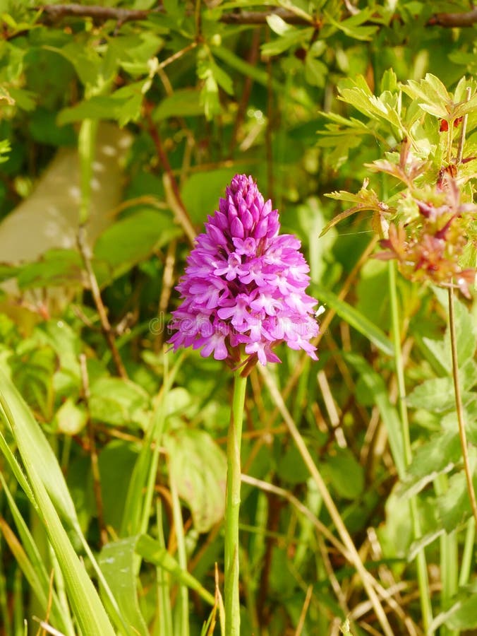 Pink Pyramidal Orchid Flower Stock Photo - Image of plant, nature ...