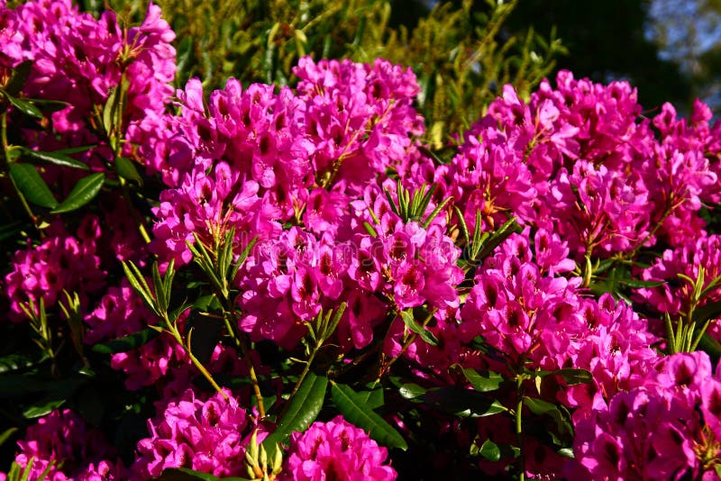 Huge Wild Pink Rhododendron Bush Stock Photos - Free & Royalty-Free ...