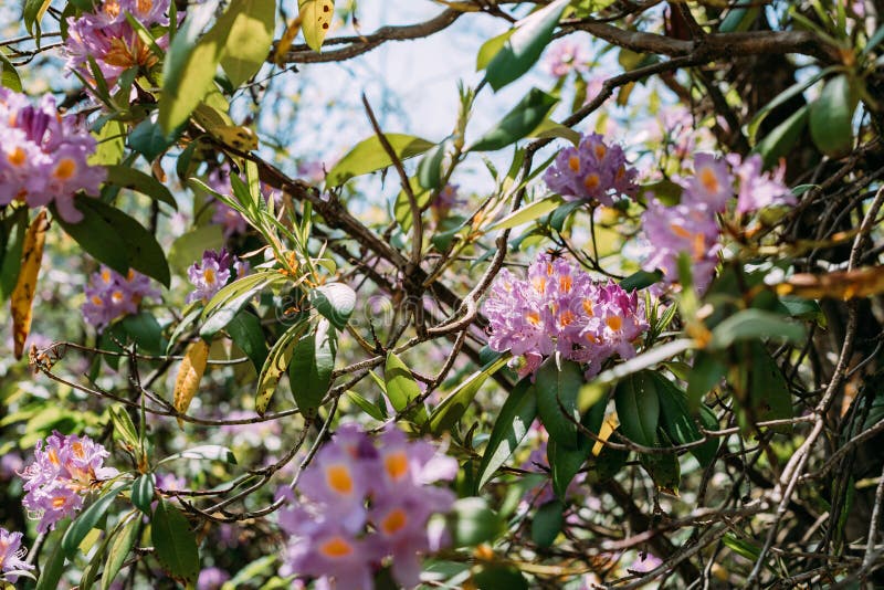 Wild Pink Rhododendron Bush Stock Photo - Image of botany, biology ...