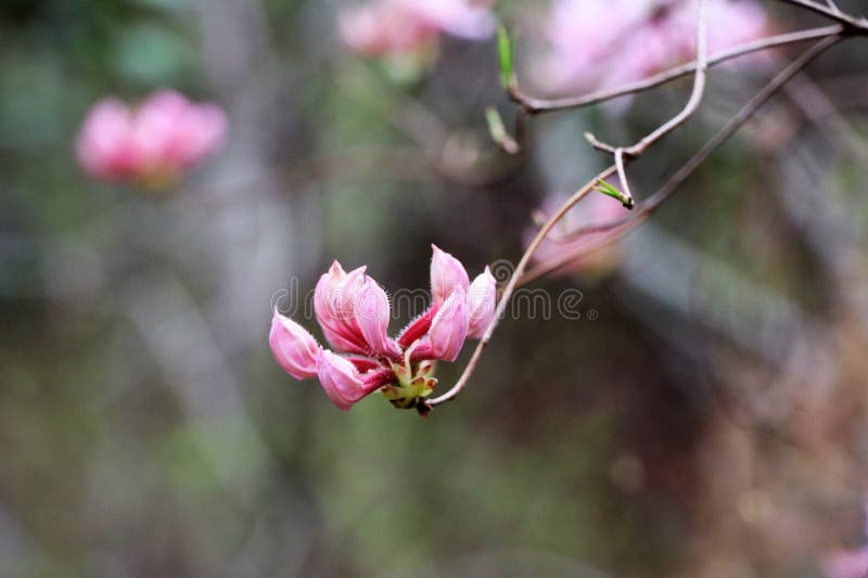Wild Pink Rhododendron Tree Flower Buds II Stock Photo - Image of wild ...