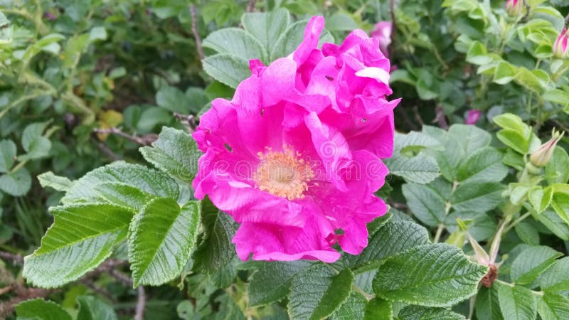 Wild pink rose bush stock image. Image of light, beauty - 95301061