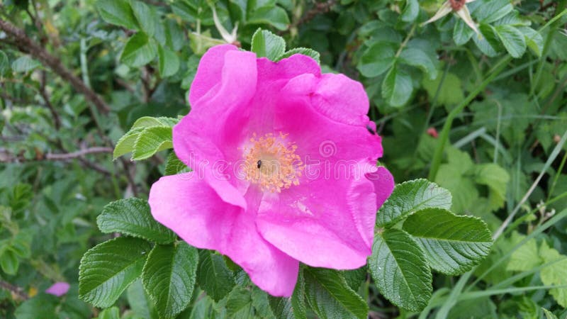 Wild pink rose bush stock image. Image of country, pink - 95301097