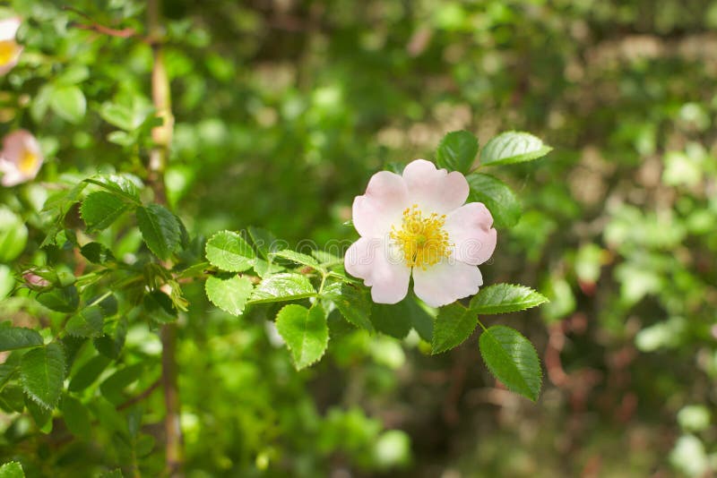 Wild Pink Rose Hip in the Forest. Wild Pink Rose Stock Photo - Image of ...