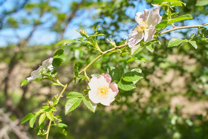 Wild Pink Rose Hip in the Forest. Wild Pink Rose Stock Photo - Image of ...