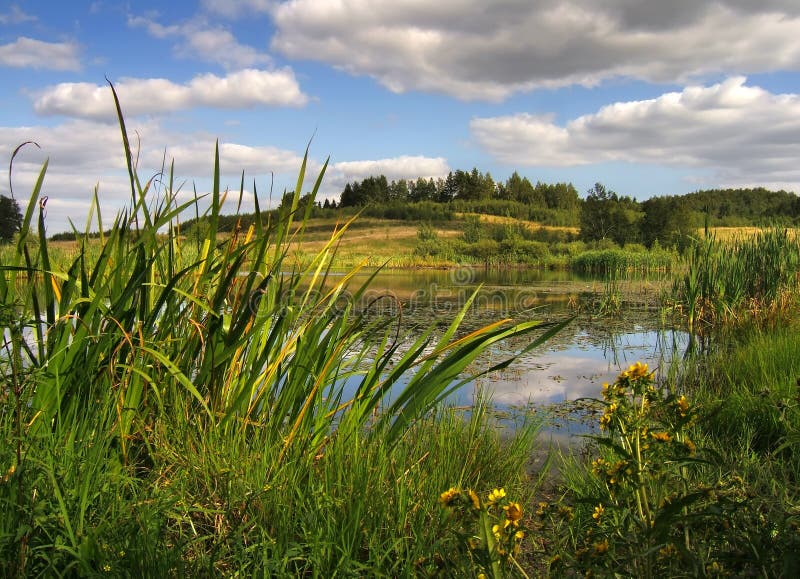 Wild place stock image. Image of north, green, flowery - 635953