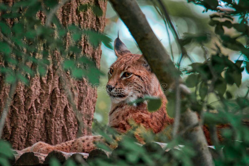 Wild Place Project, Bristol Stock Photo - Image of idyllic, resting ...
