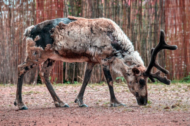 Wild Place Project, Bristol Stock Photo - Image of tourism, park: 255725248