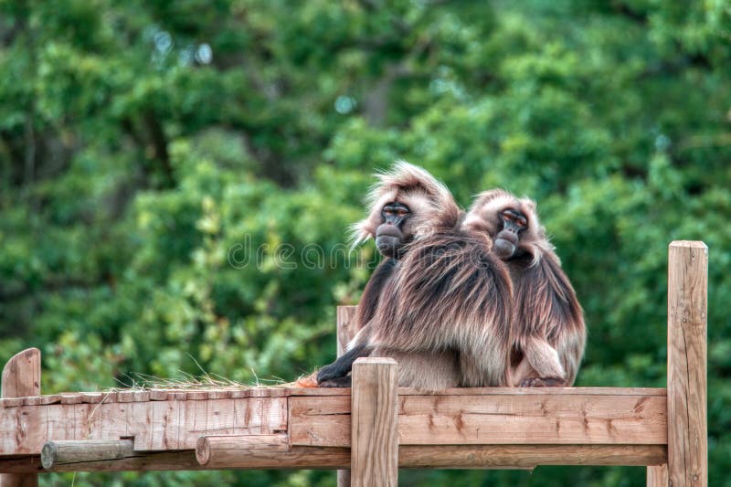 Wild Place Project, Bristol Stock Image - Image of monkey, ethopian ...