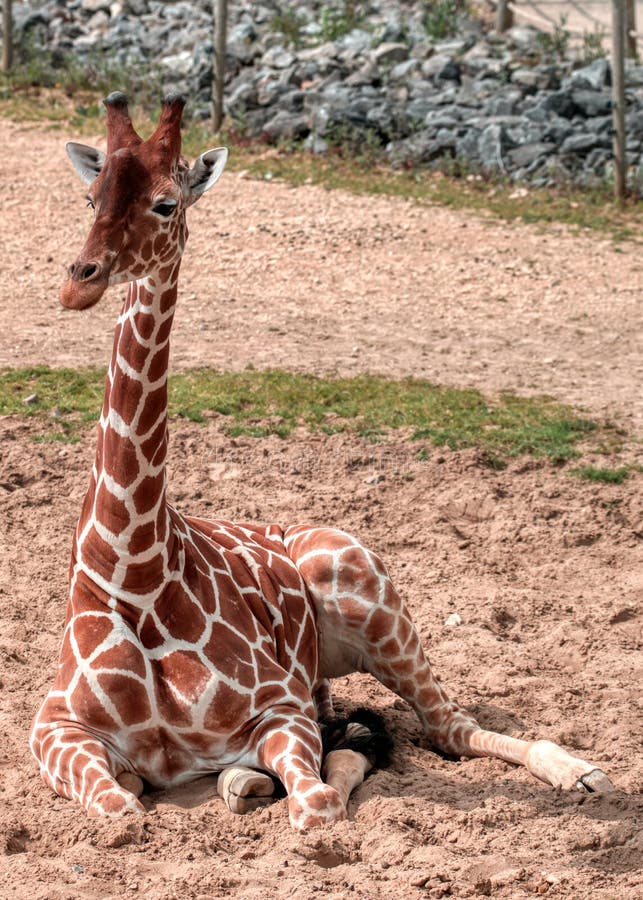 Wild Place Project, Bristol Stock Image - Image of family, beauty ...